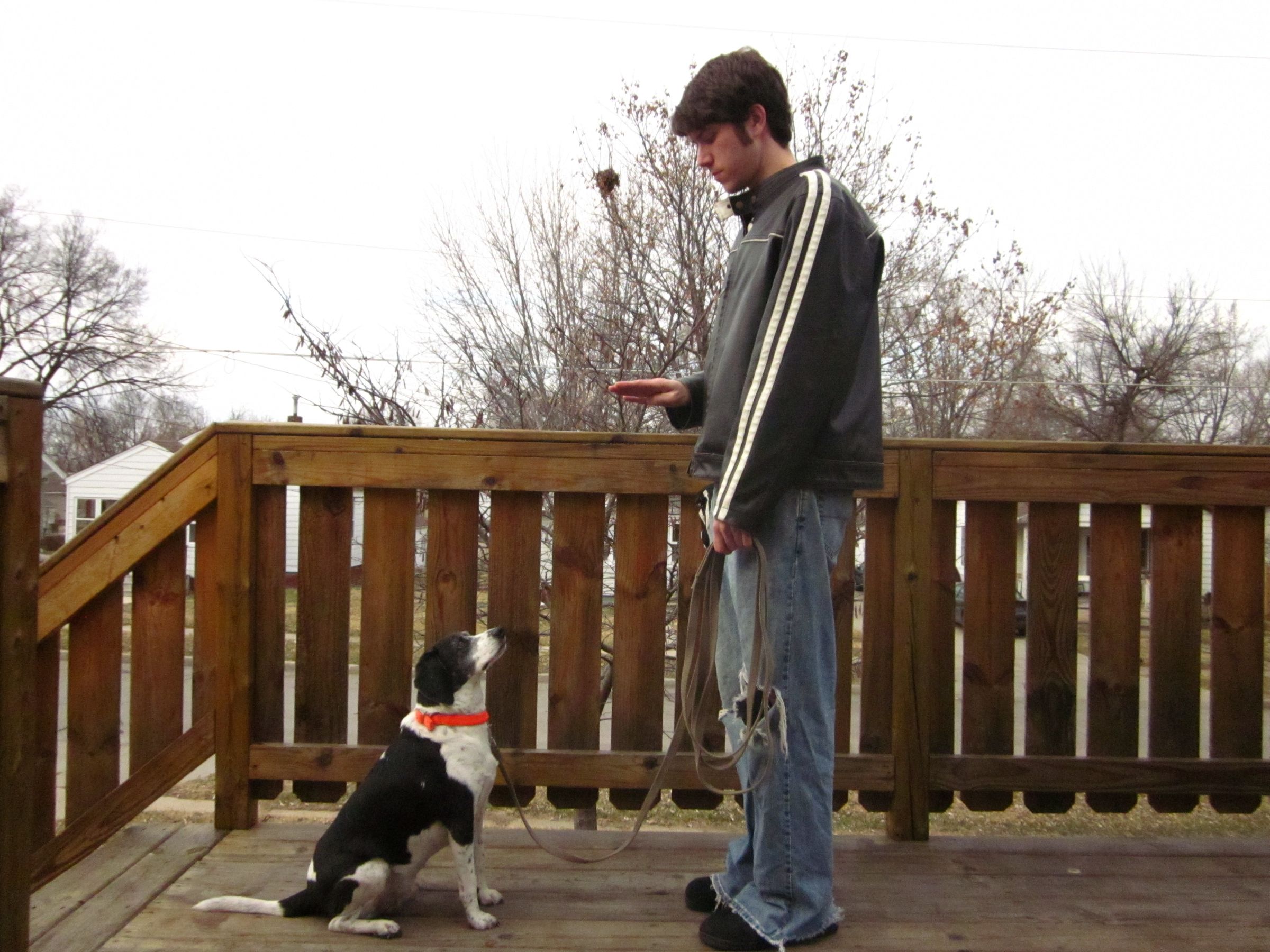 Basic Obedience Training for Dogs : 6 Steps (with Pictures) - Instructables