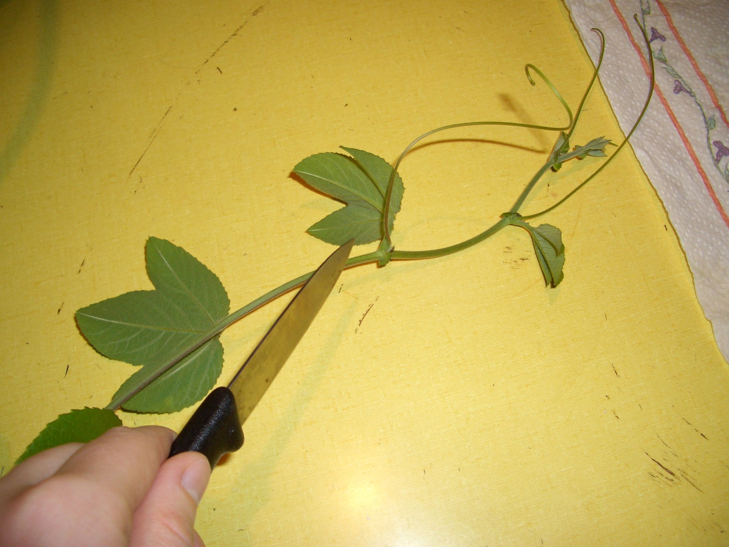 Rooting Plant Cuttings : 12 Steps - Instructables