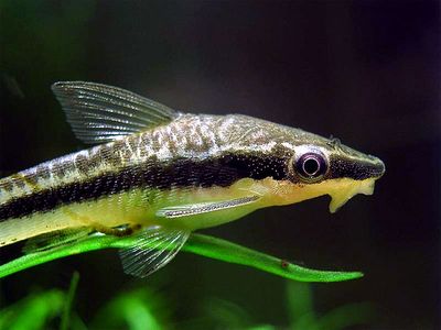 How to Properly Care for a Betta : 7 Steps - Instructables