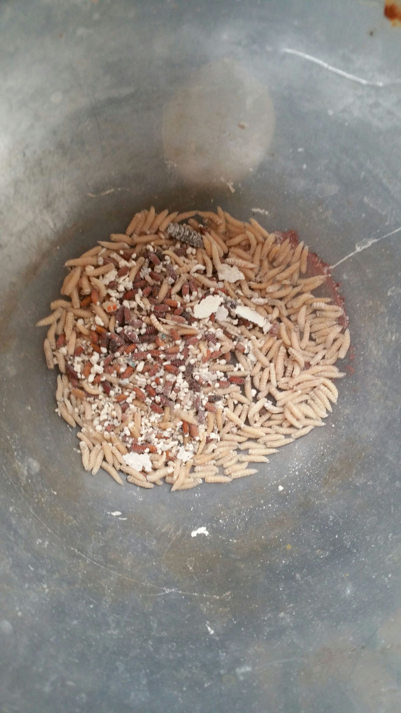 Fly Farm Box. Maggot Box. : 8 Steps (with Pictures) - Instructables