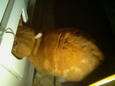 Automatic Cat Flap Monitor With Intrusion Detection and Dissuasion : 6 ...