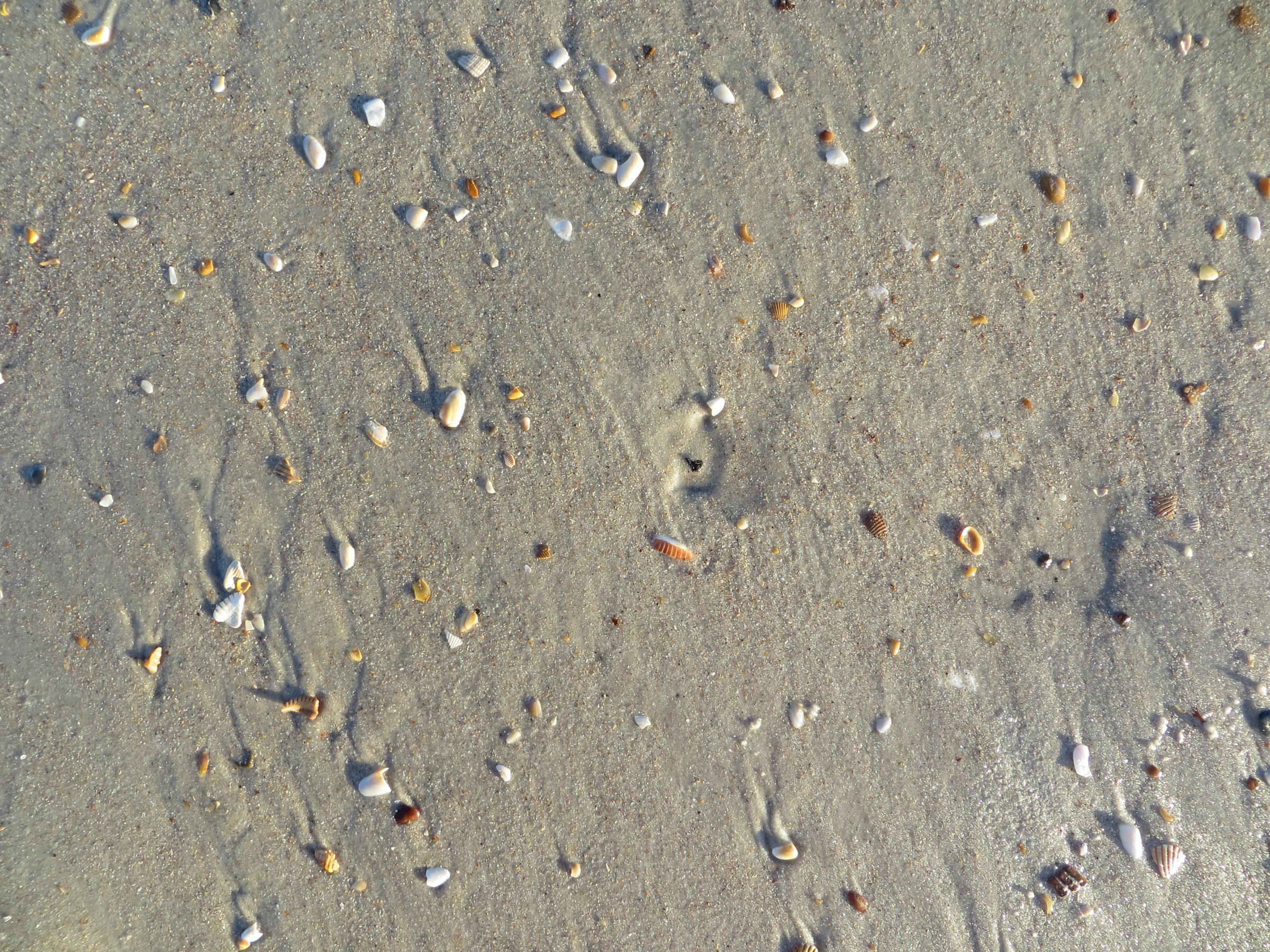 How to Find Shark Teeth : 10 Steps (with Pictures) - Instructables