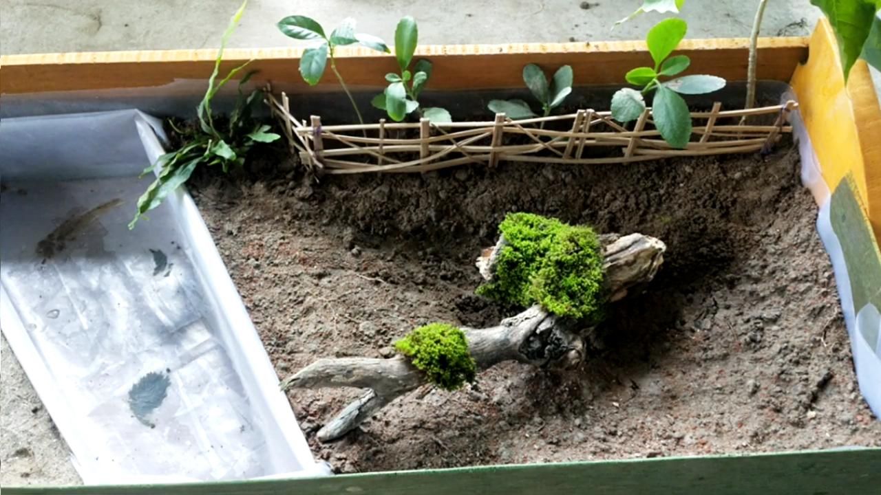 Turtle Habitat for Baby Turtles | Homemade Turtle Garden : 18 Steps ...