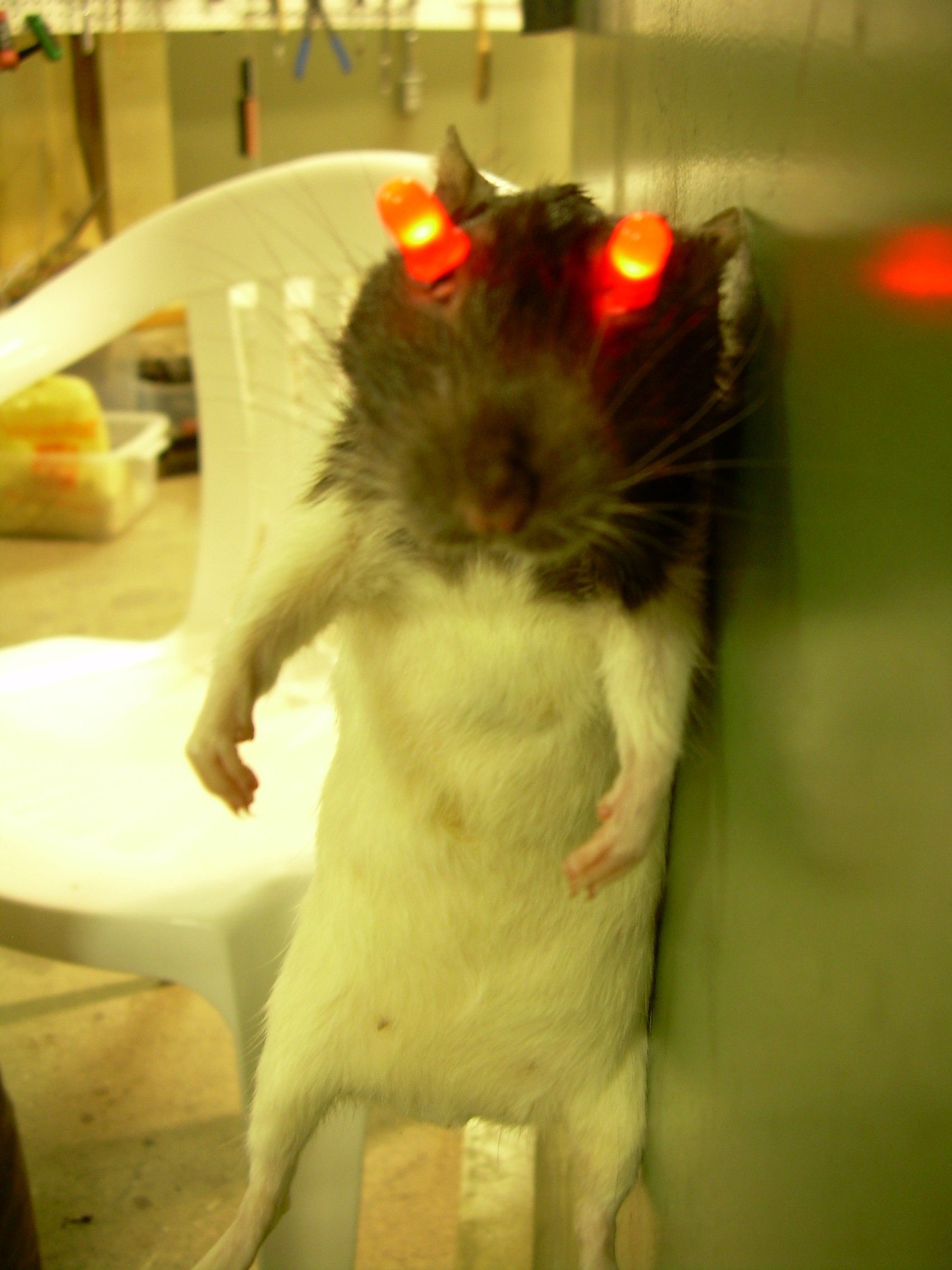 LED Throwie Rat (or Mouse) : 8 Steps (with Pictures) - Instructables