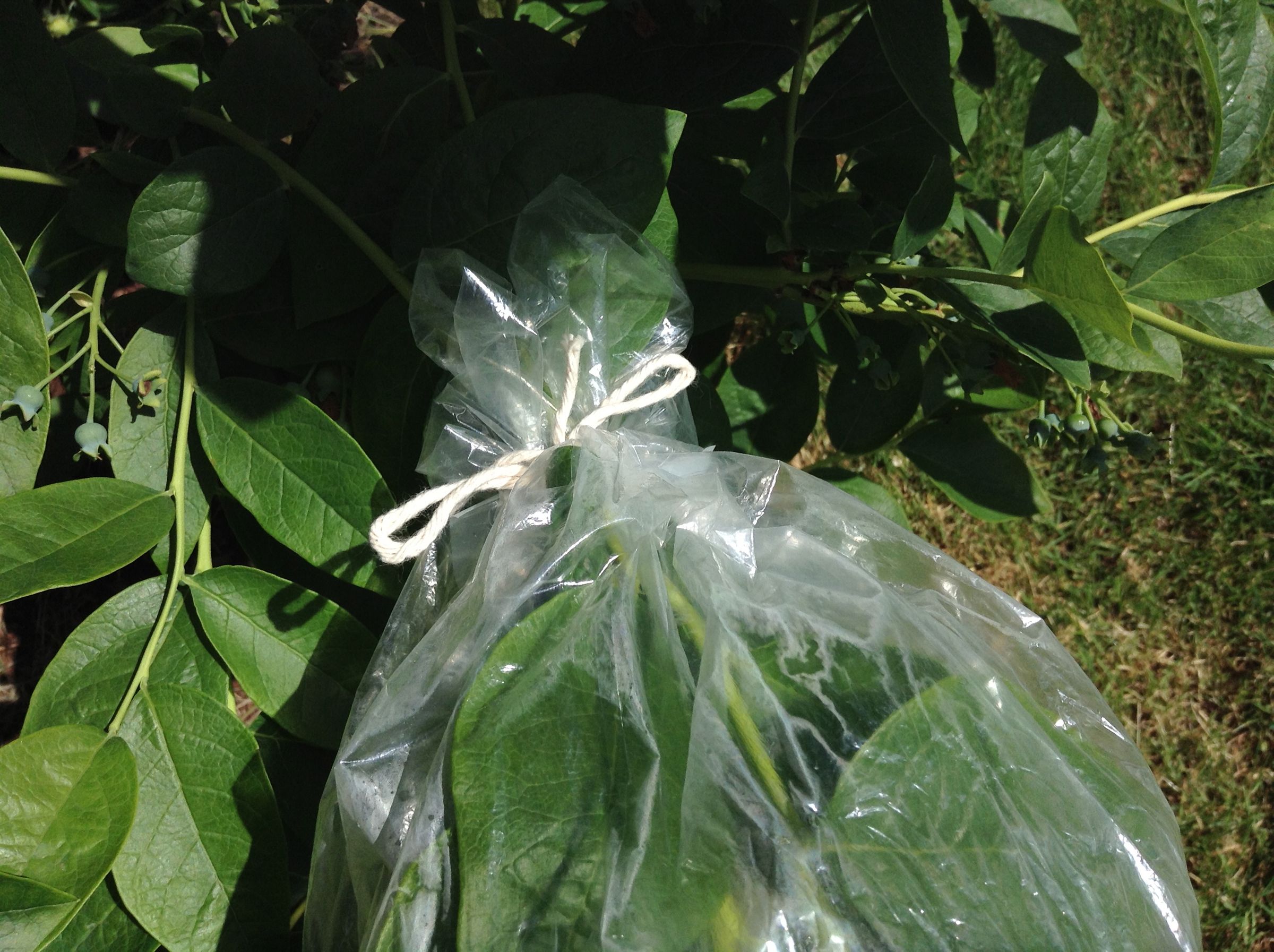 Extract Clean, Drinkable Water From Plants : 3 Steps (with Pictures ...