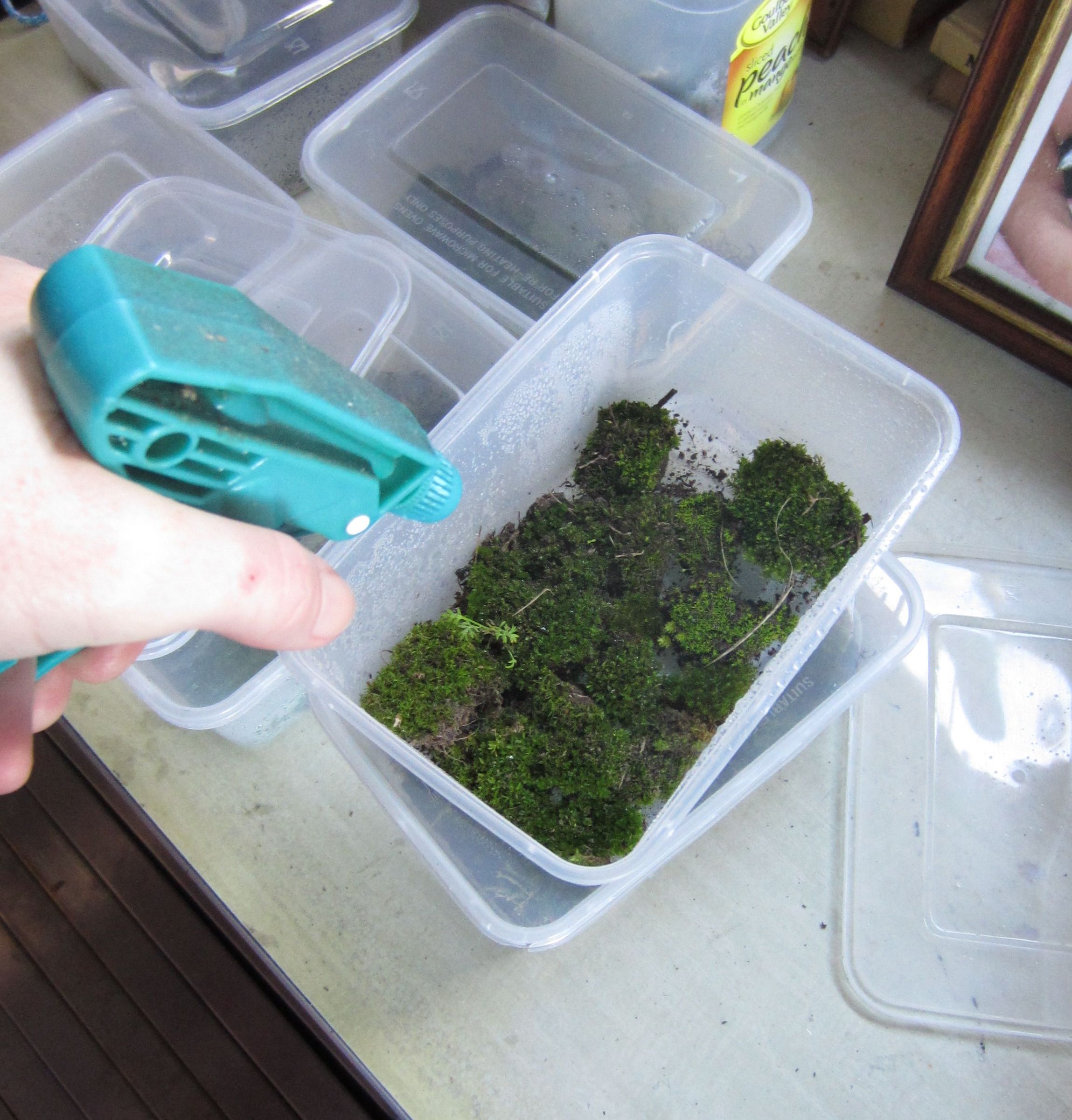 The Basics of Closed Jar Terrariums : 5 Steps (with Pictures ...
