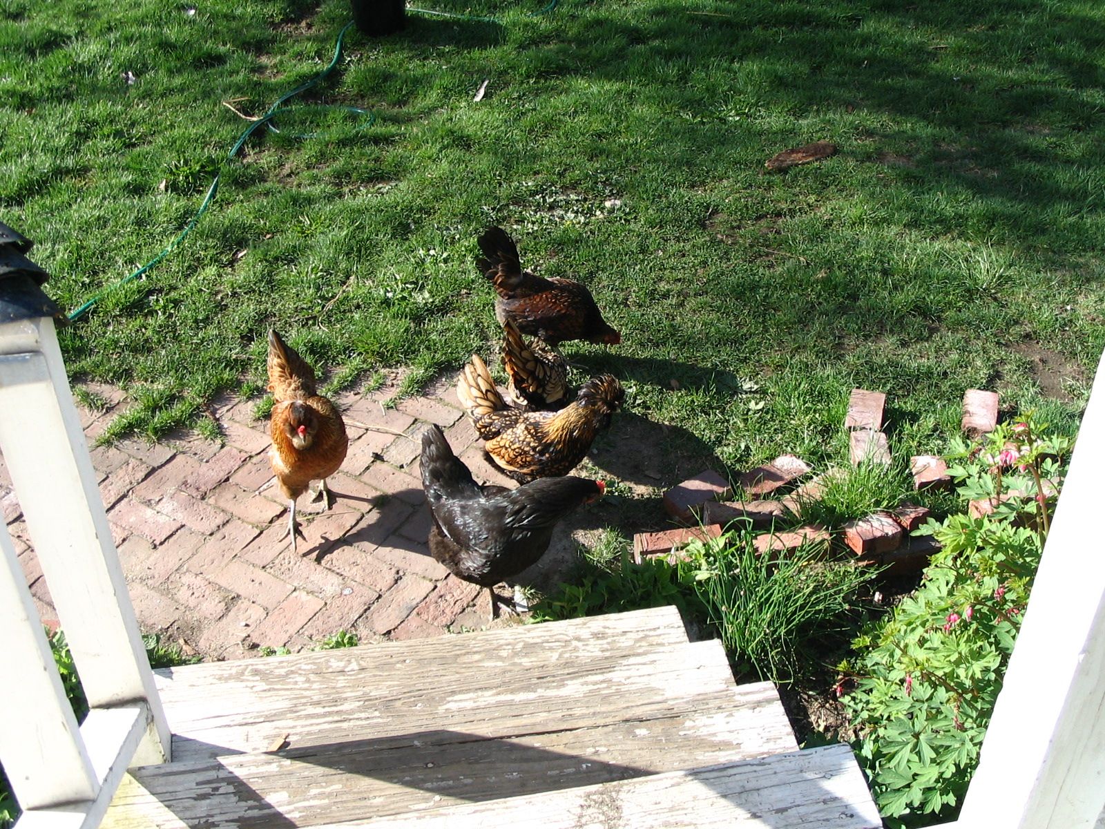 Keeping Chickens in a Harsh Northern Climate : 4 Steps (with Pictures ...