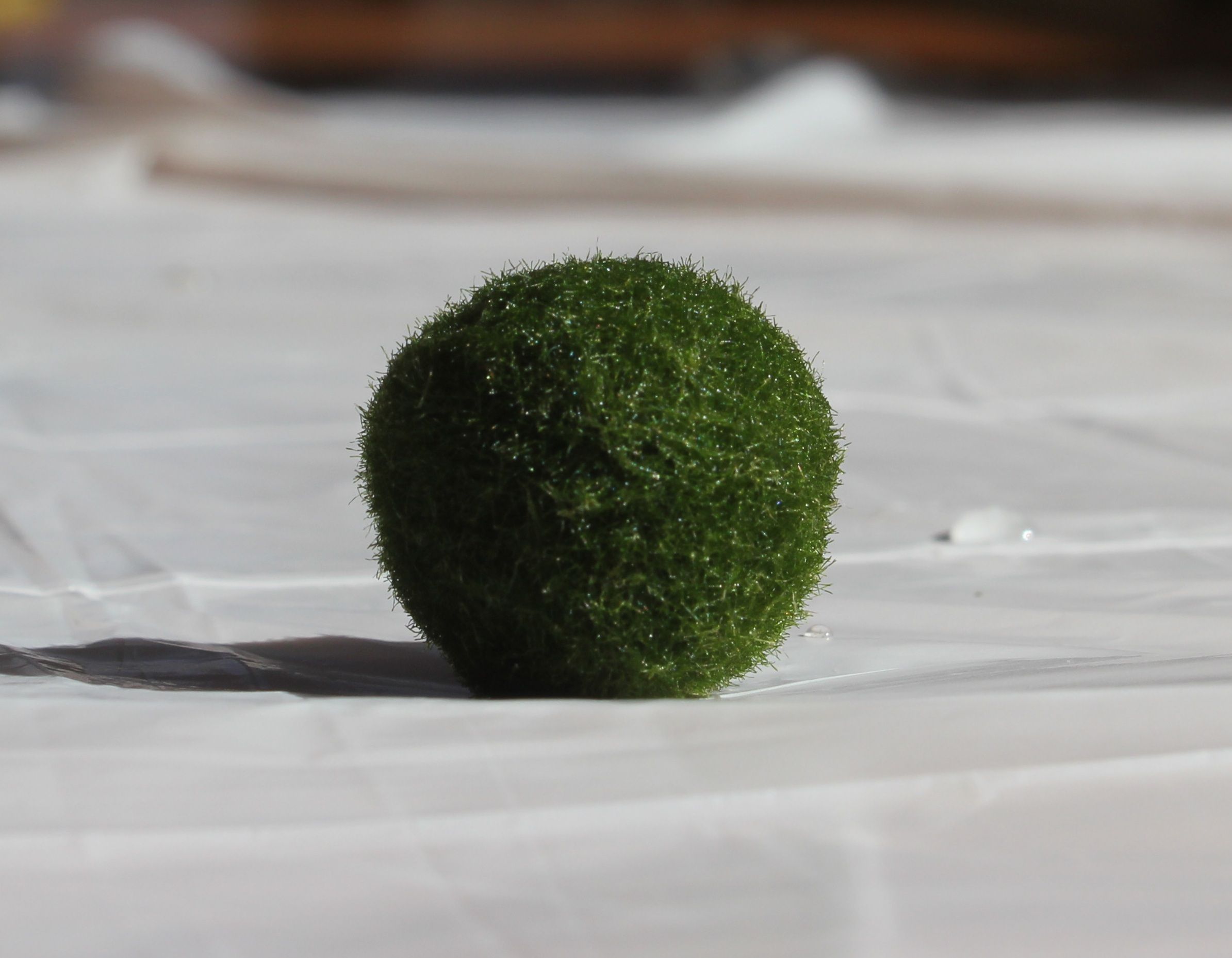 How to Take Care of Marimo Balls. - Instructables