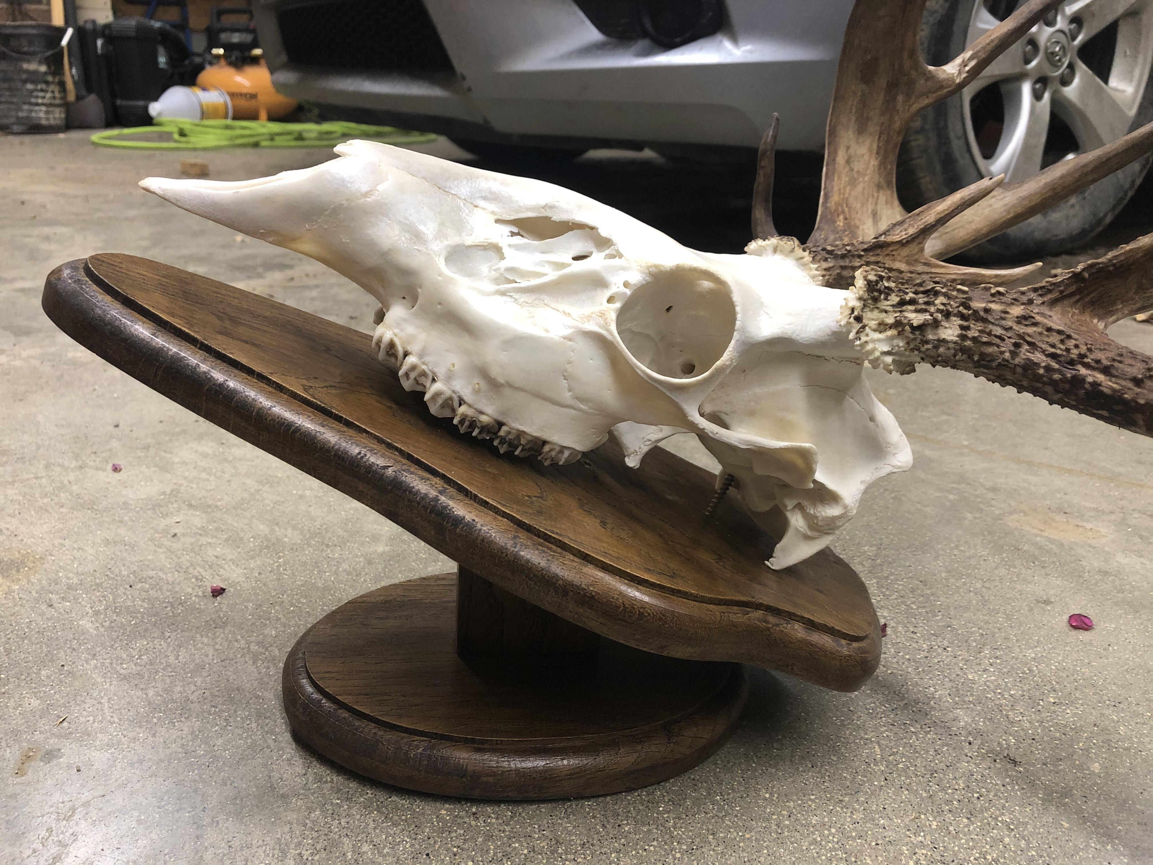 How to Build a European Mount Plaque : 6 Steps - Instructables