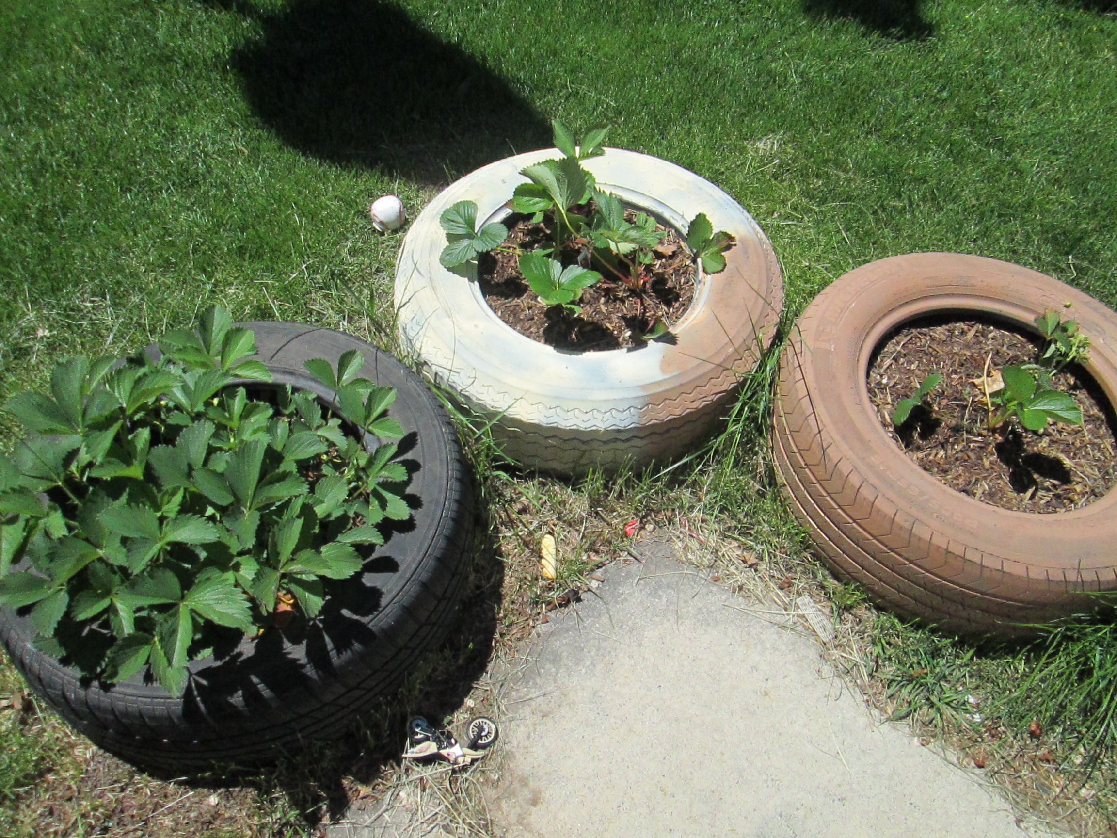 Strawberry Cages : 10 Steps (with Pictures) - Instructables