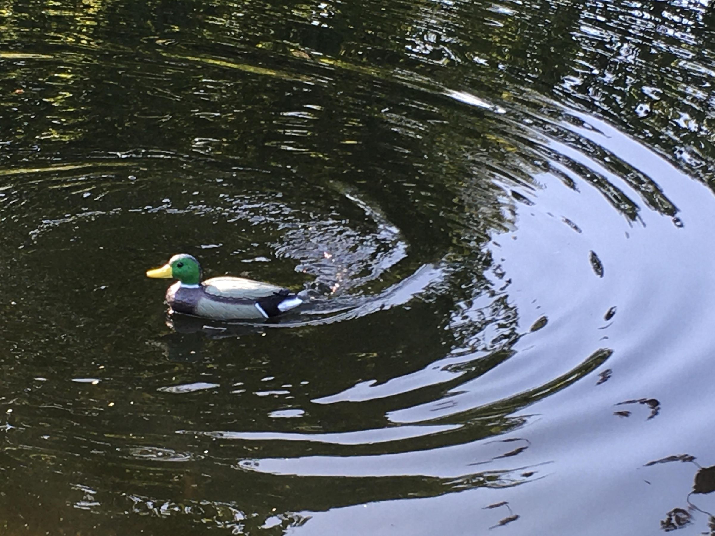 Dave - the Remote Control Duck : 25 Steps (with Pictures) - Instructables