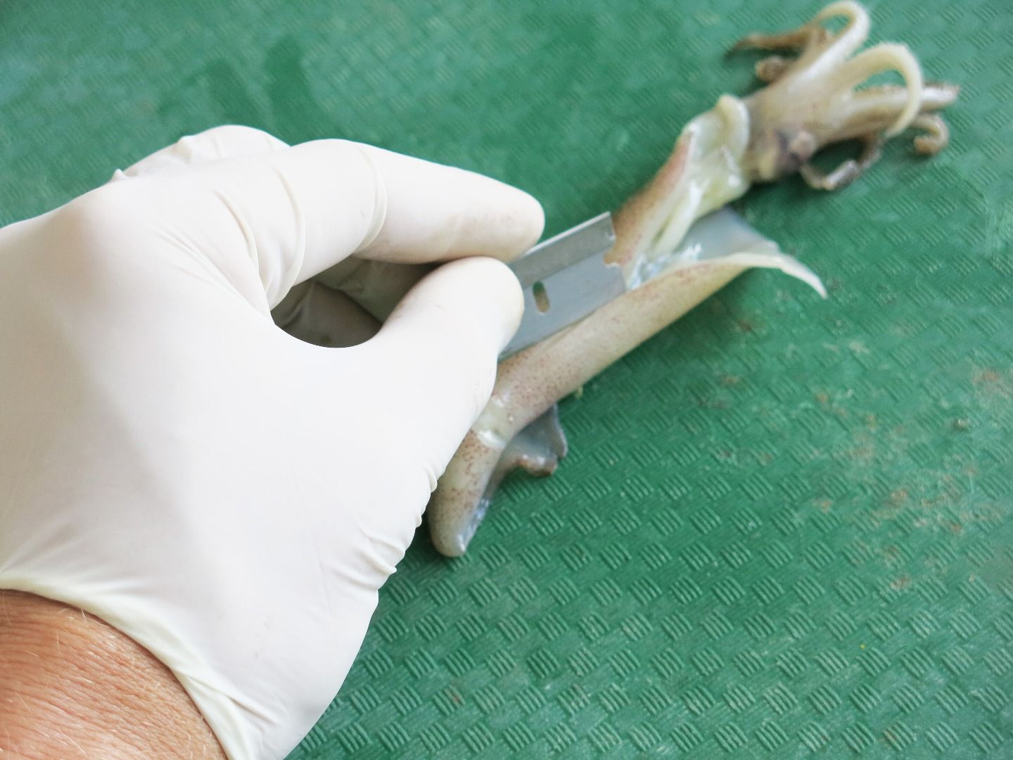 Squid Dissection : 11 Steps (with Pictures) - Instructables