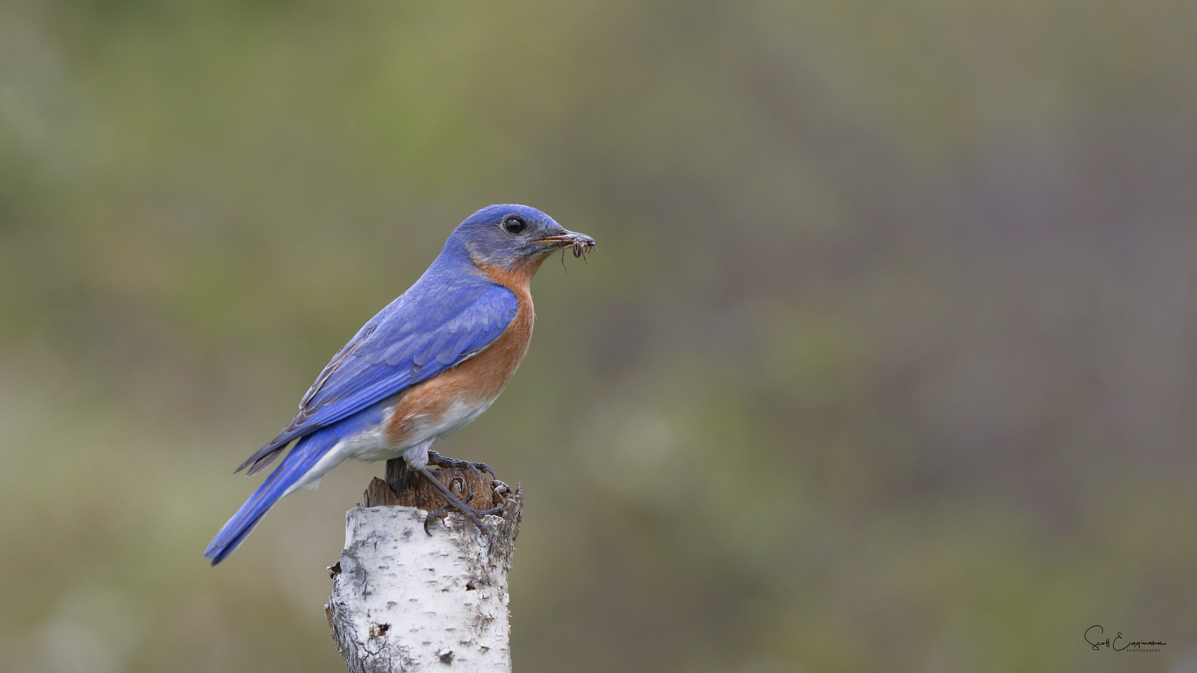 Building an Active Infrared DSLR Camera Trap for Wildlife Photography ...