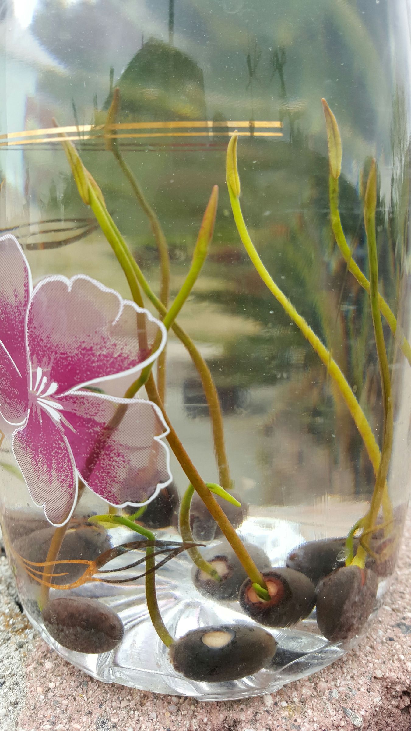 How to Germinate Lotus Seeds : 7 Steps - Instructables