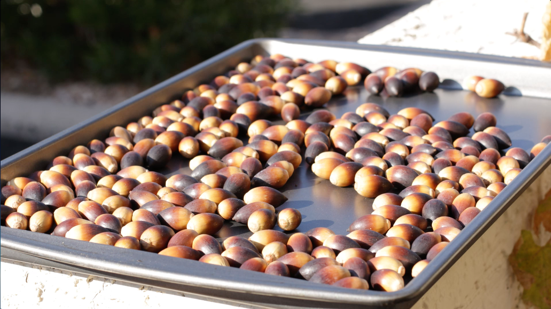 How to Process Acorns and Make Acorn Flour : 8 Steps (with Pictures ...