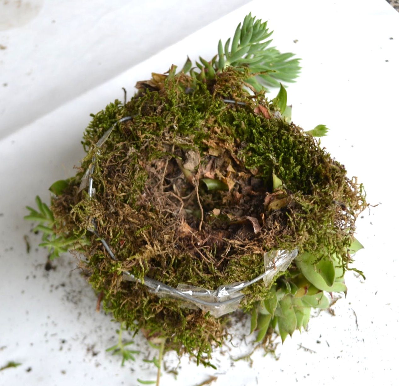 SUCCULENTS BALL : 8 Steps (with Pictures) - Instructables