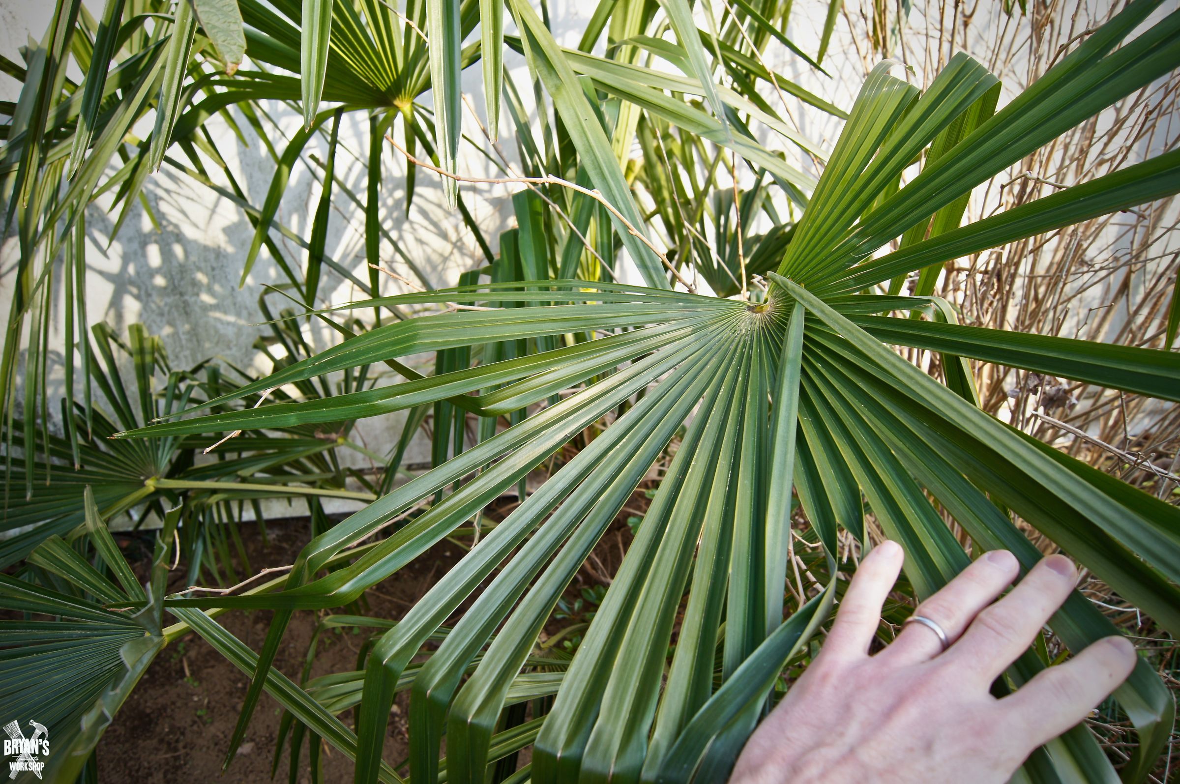 How to Make Rope Using Windmill Palm Tree Fiber! : 6 Steps (with ...