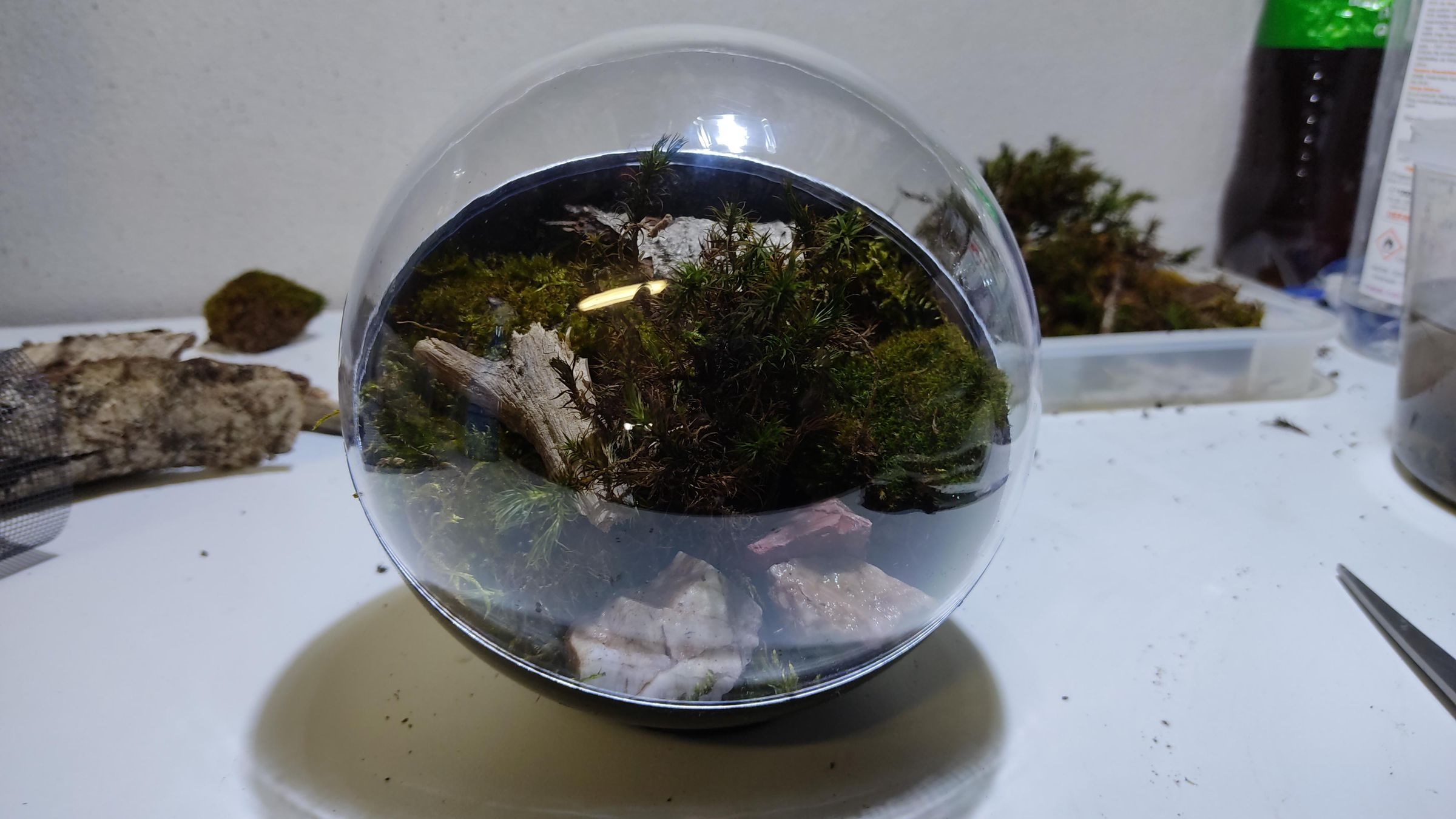 Desktop Spherical Moss Terrarium : 8 Steps (with Pictures) - Instructables