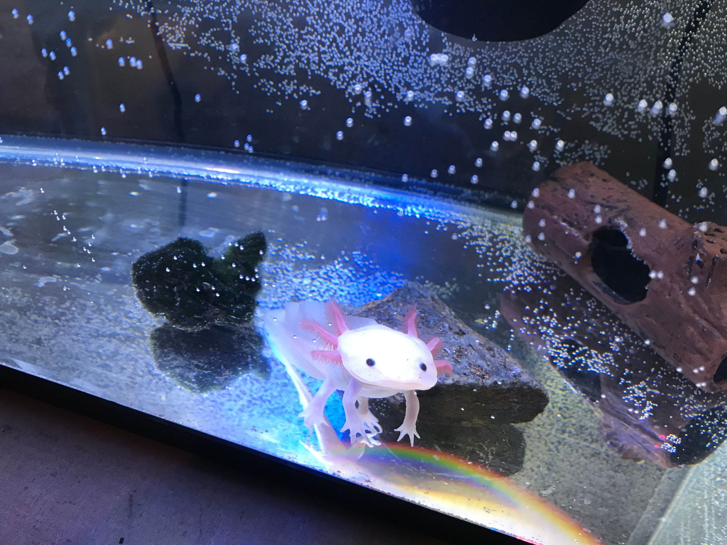 How to Set Up an Axolotl Tank : 7 Steps - Instructables