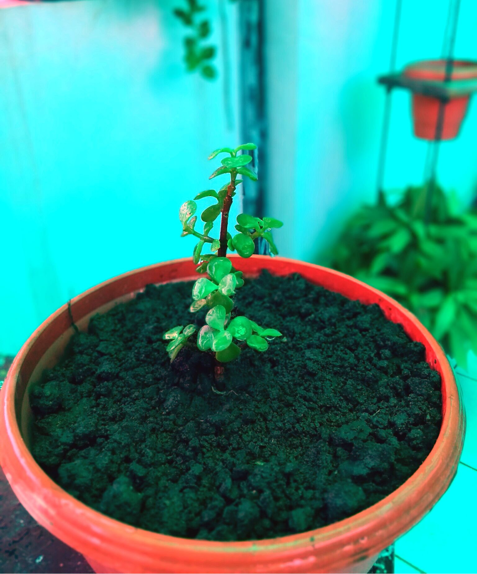 Grow Magnificent Jade Plant in Hanging Basket Easily : 5 Steps (with ...