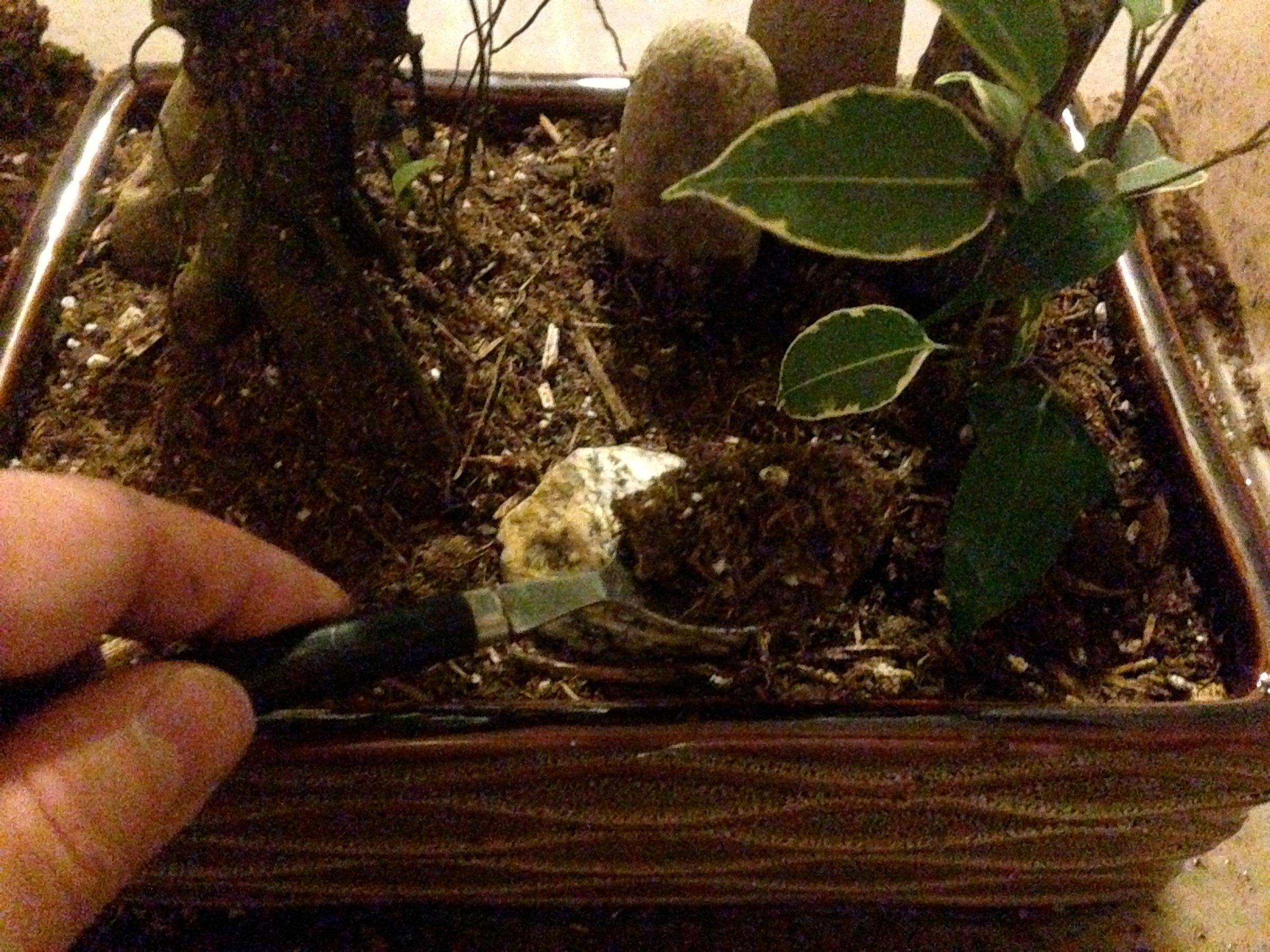 Bonsai Basics 1: Rescuing "Mallsai" : 7 Steps - Instructables