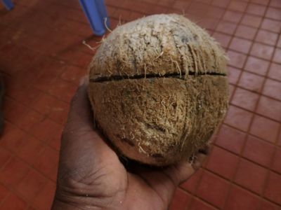 How to Perfectly Cut Open a Coconut Shell to Be Used in Other Craft ...