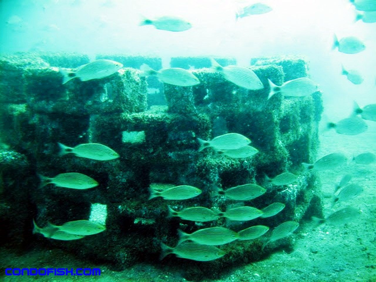 Build an Artificial Reef : 8 Steps (with Pictures) - Instructables