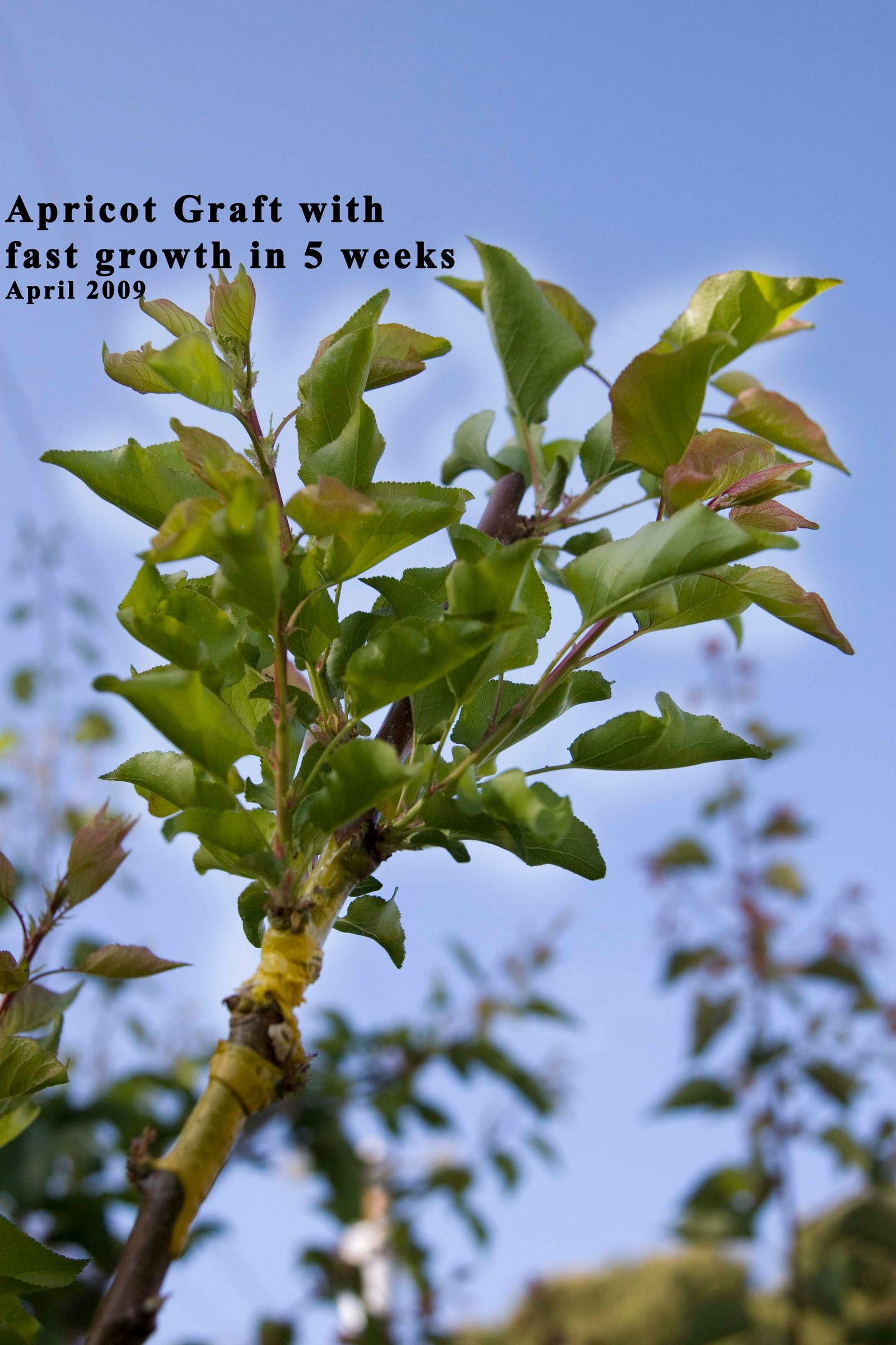 Whip Grafting : 11 Steps (with Pictures) - Instructables