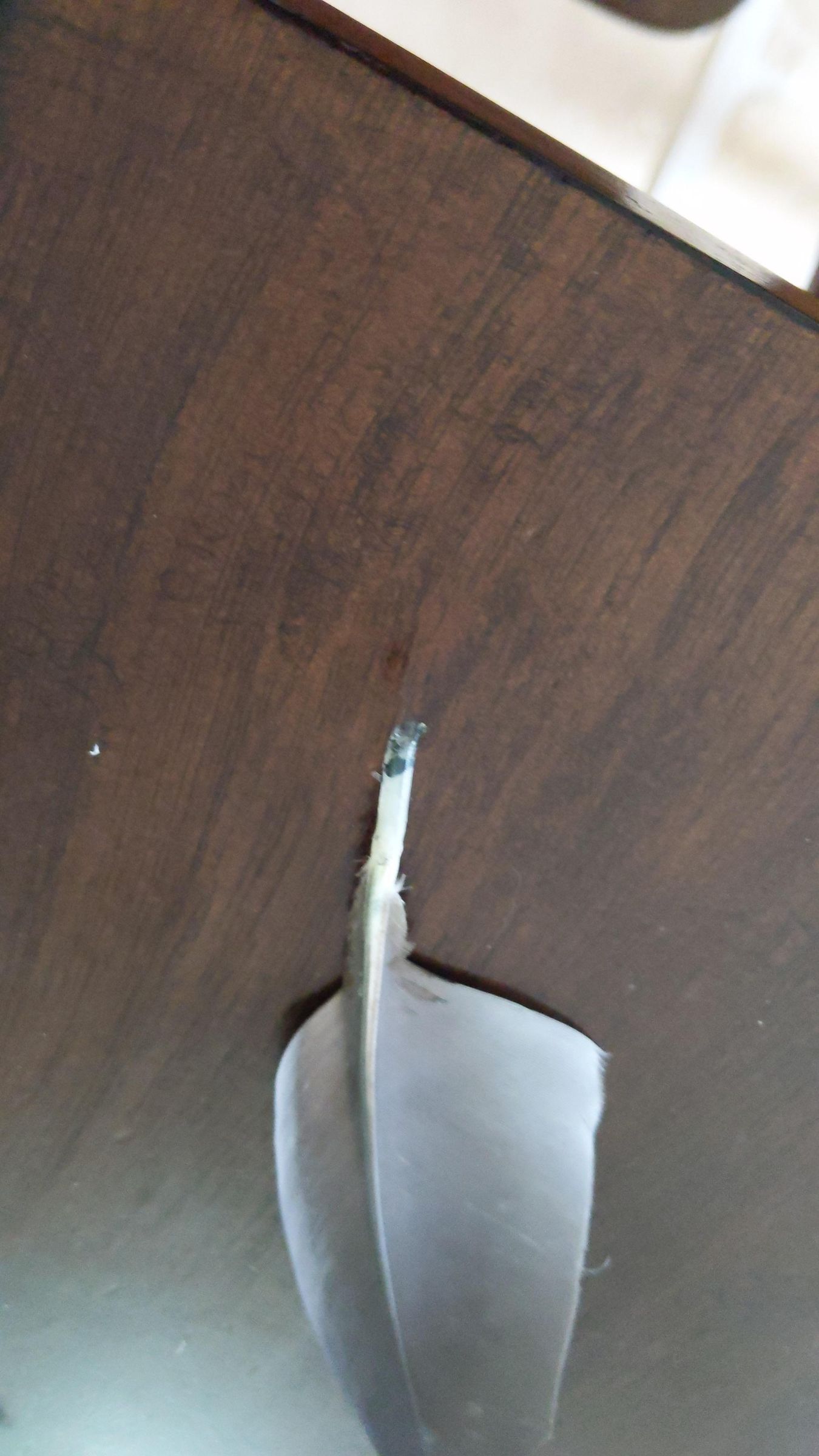Making a Quill Pen : 9 Steps - Instructables