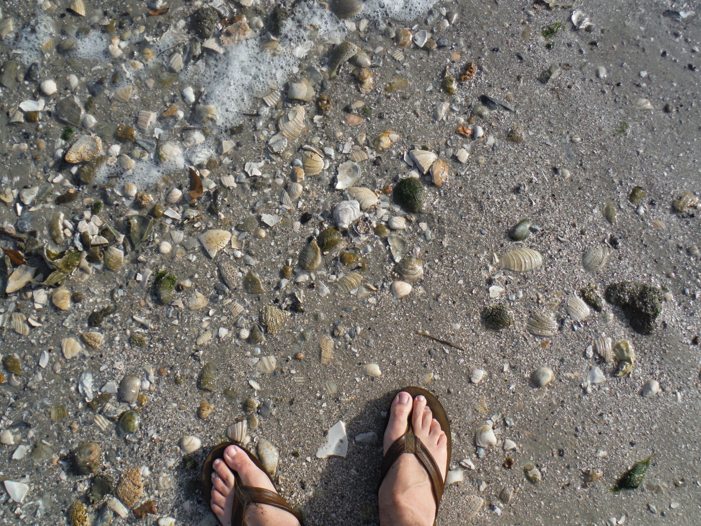 How to Find Shark Teeth : 10 Steps (with Pictures) - Instructables