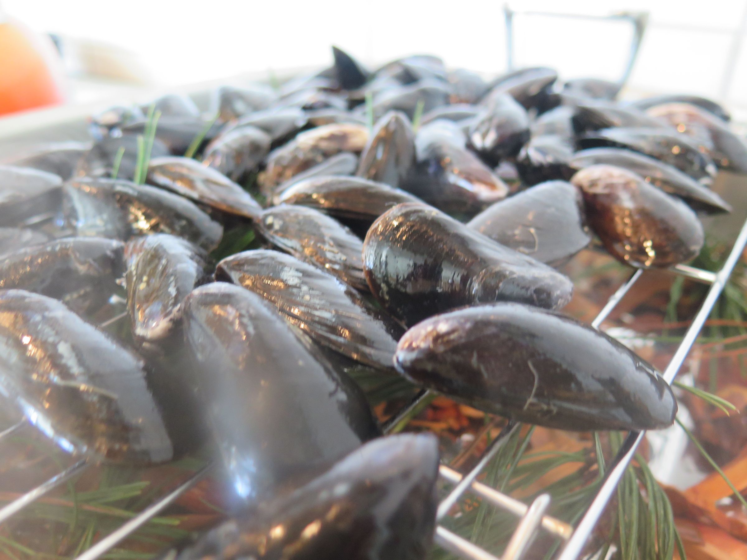 How to Harvest and Cook Mussels : 4 Steps - Instructables