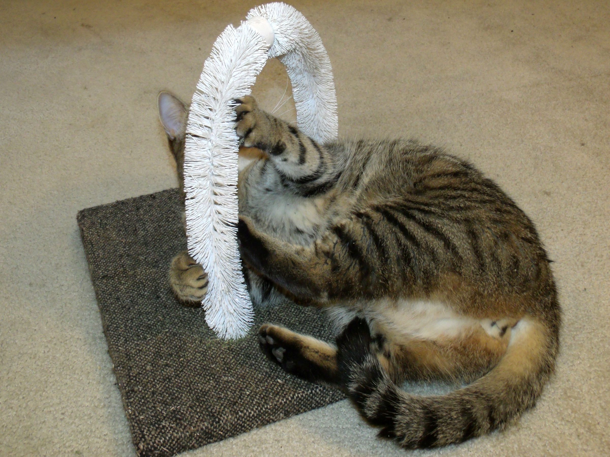 Self Petting Station : 7 Steps (with Pictures) - Instructables