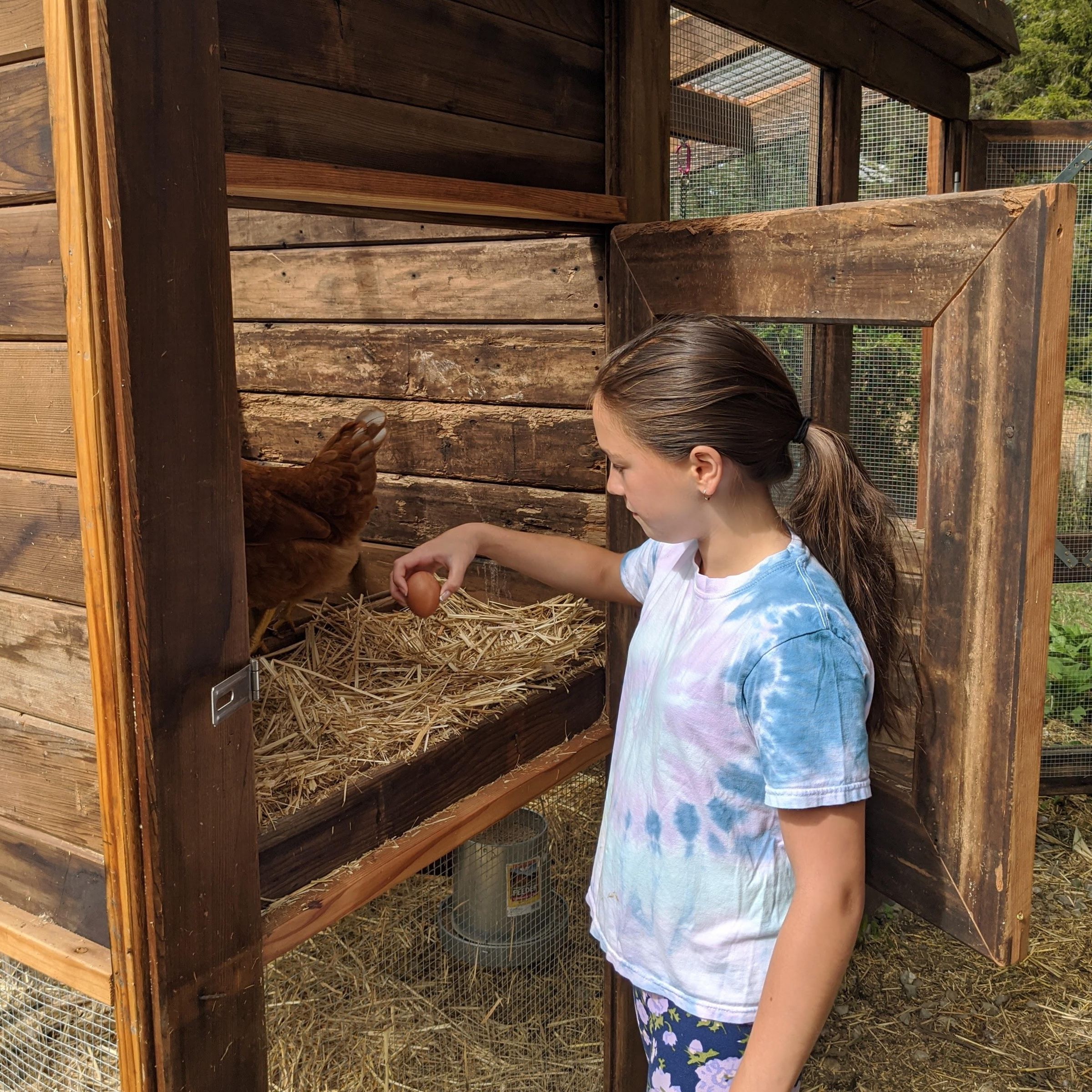 Hen Saloon : 16 Steps (with Pictures) - Instructables