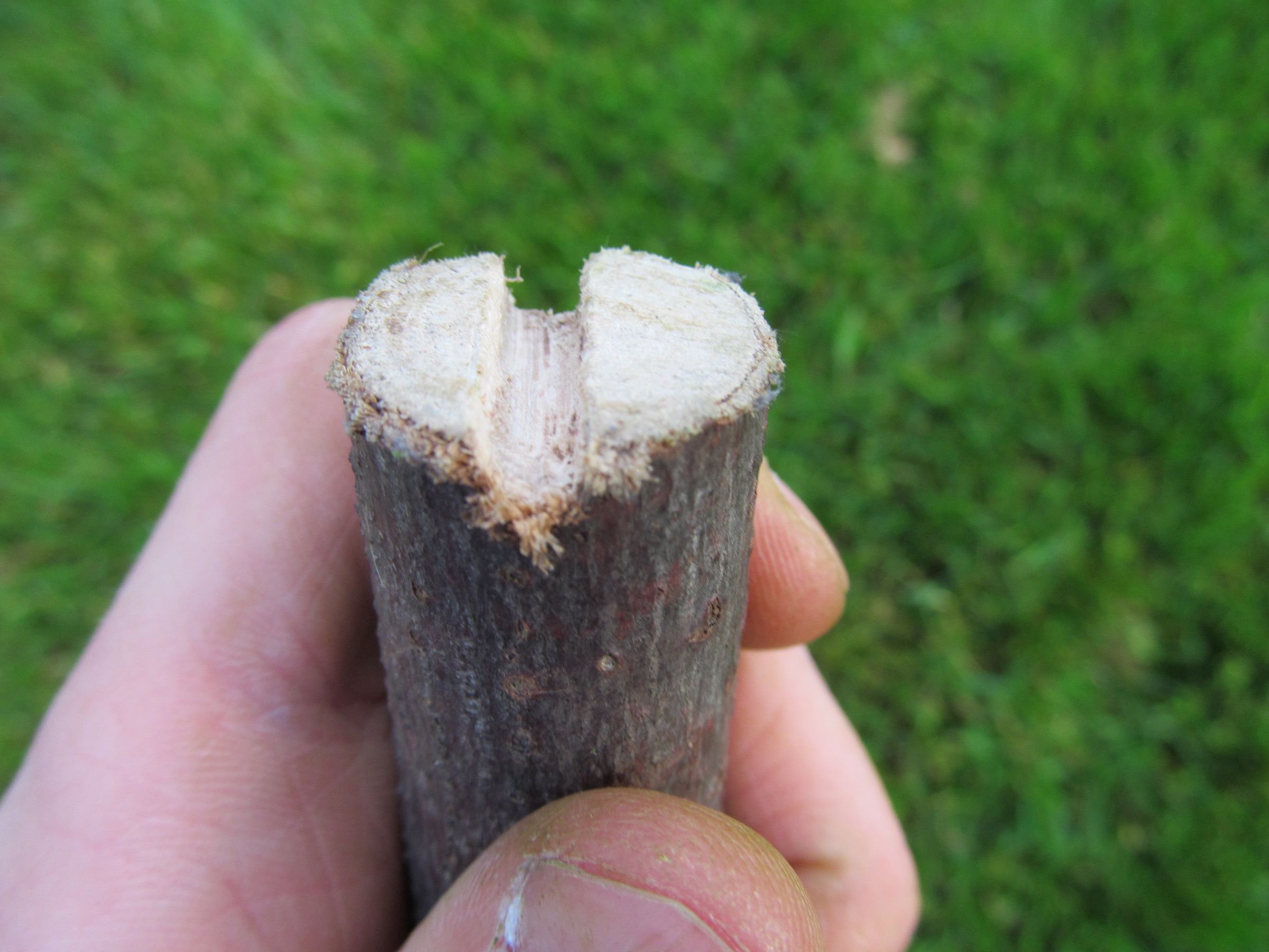 Split Stick Deadfall Trap : 4 Steps (with Pictures) - Instructables