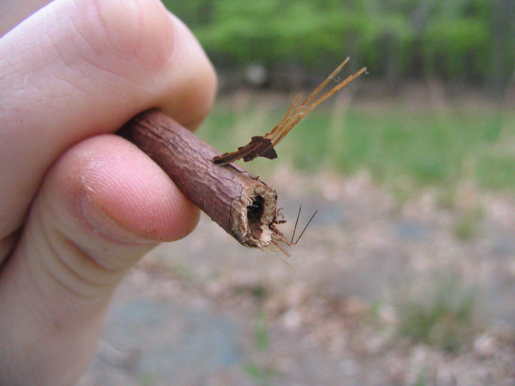 Make Rope Out of Dead Plants -- With No Tools : 7 Steps (with Pictures ...