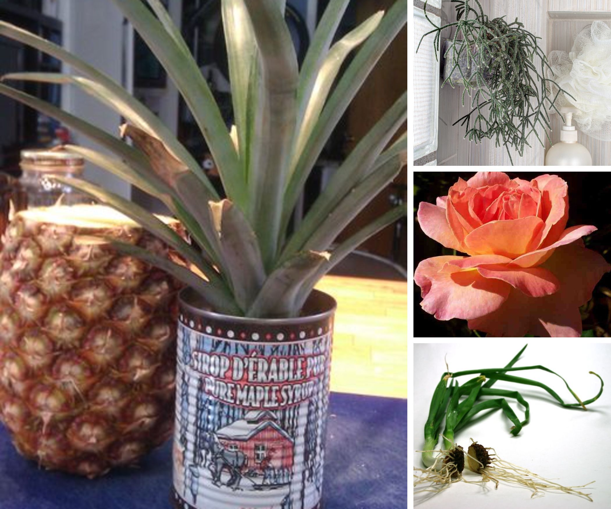 Garden - Instructables