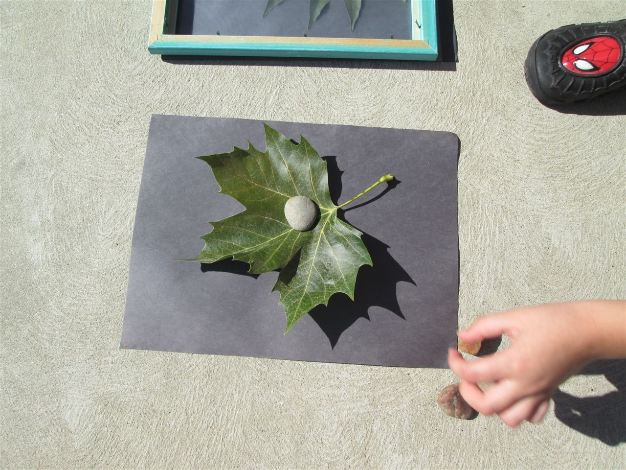 DIY Construction Paper Solar Prints : 6 Steps (with Pictures ...
