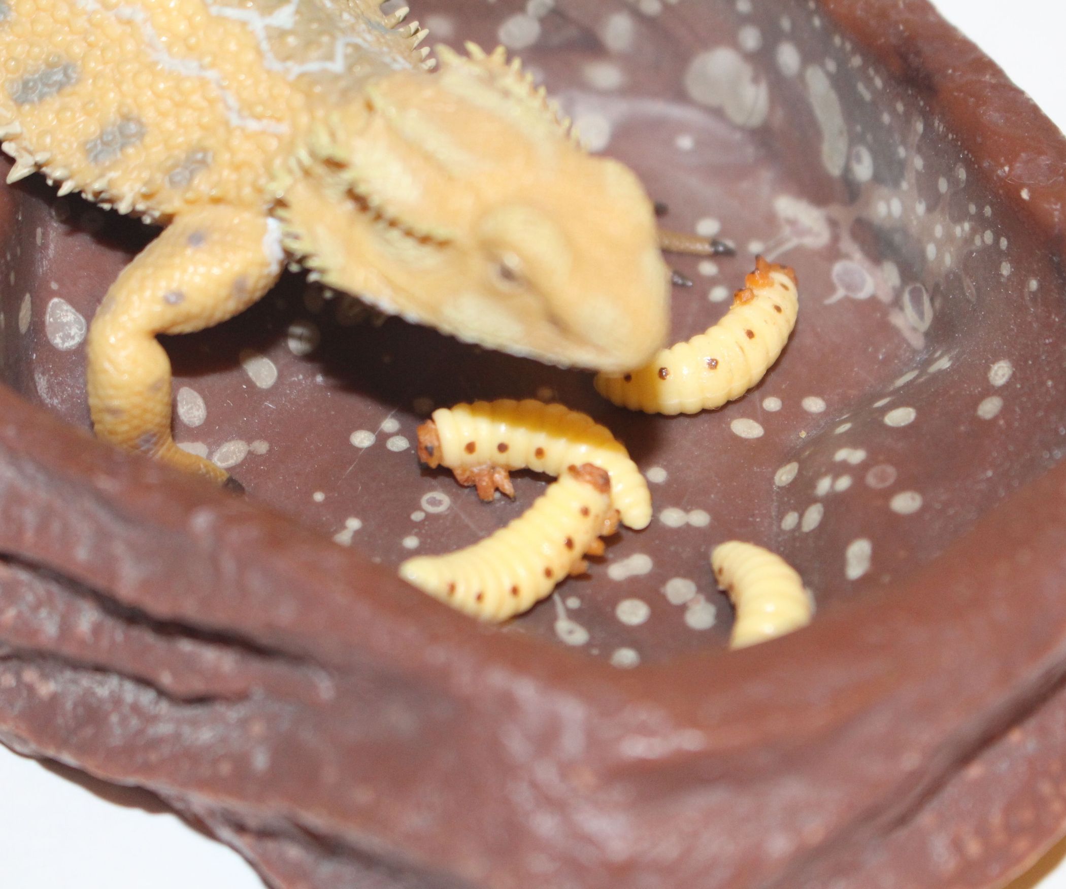 Create a Realistic Fake Waxworm : 4 Steps - Instructables