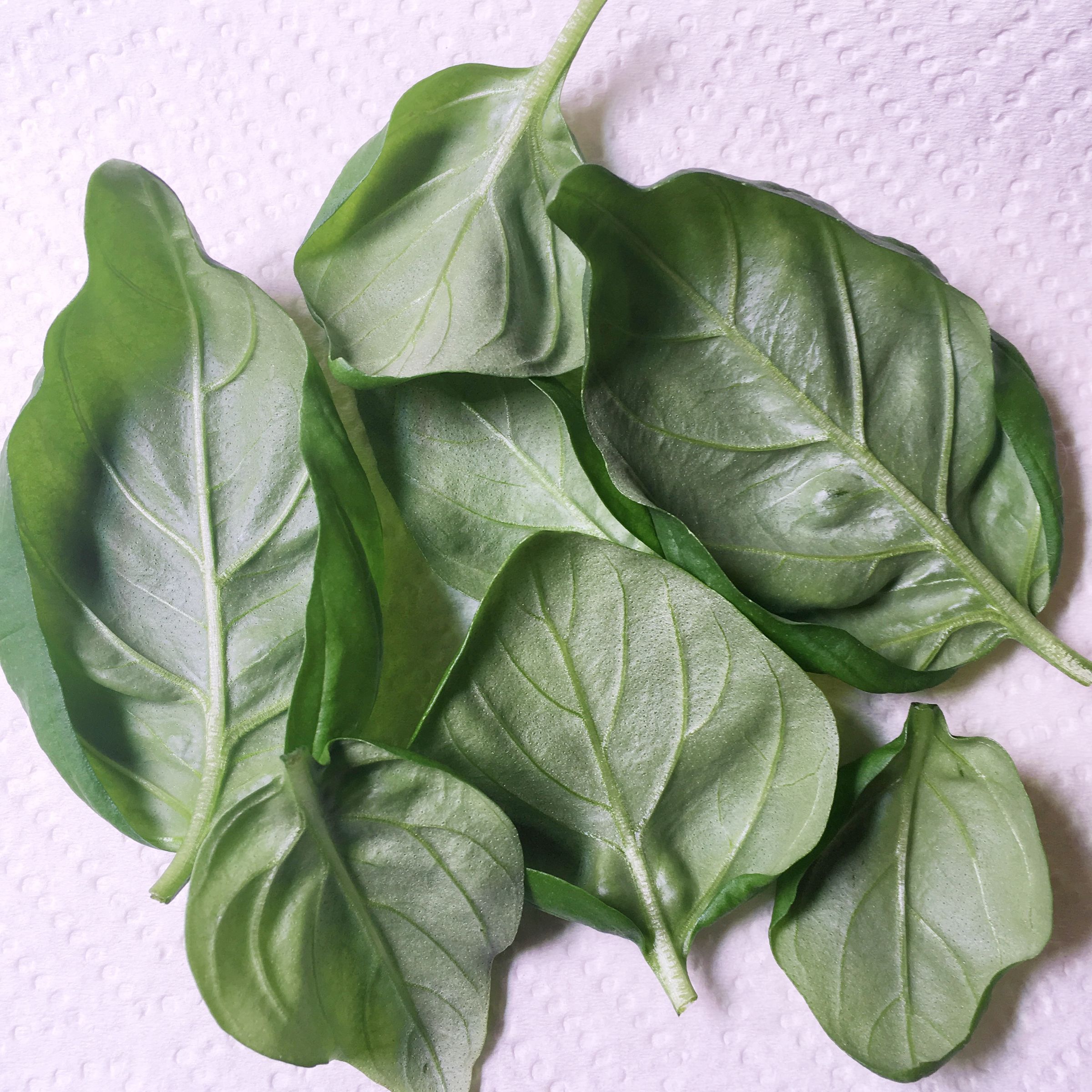 Harvesting Basil : 5 Steps (with Pictures) - Instructables