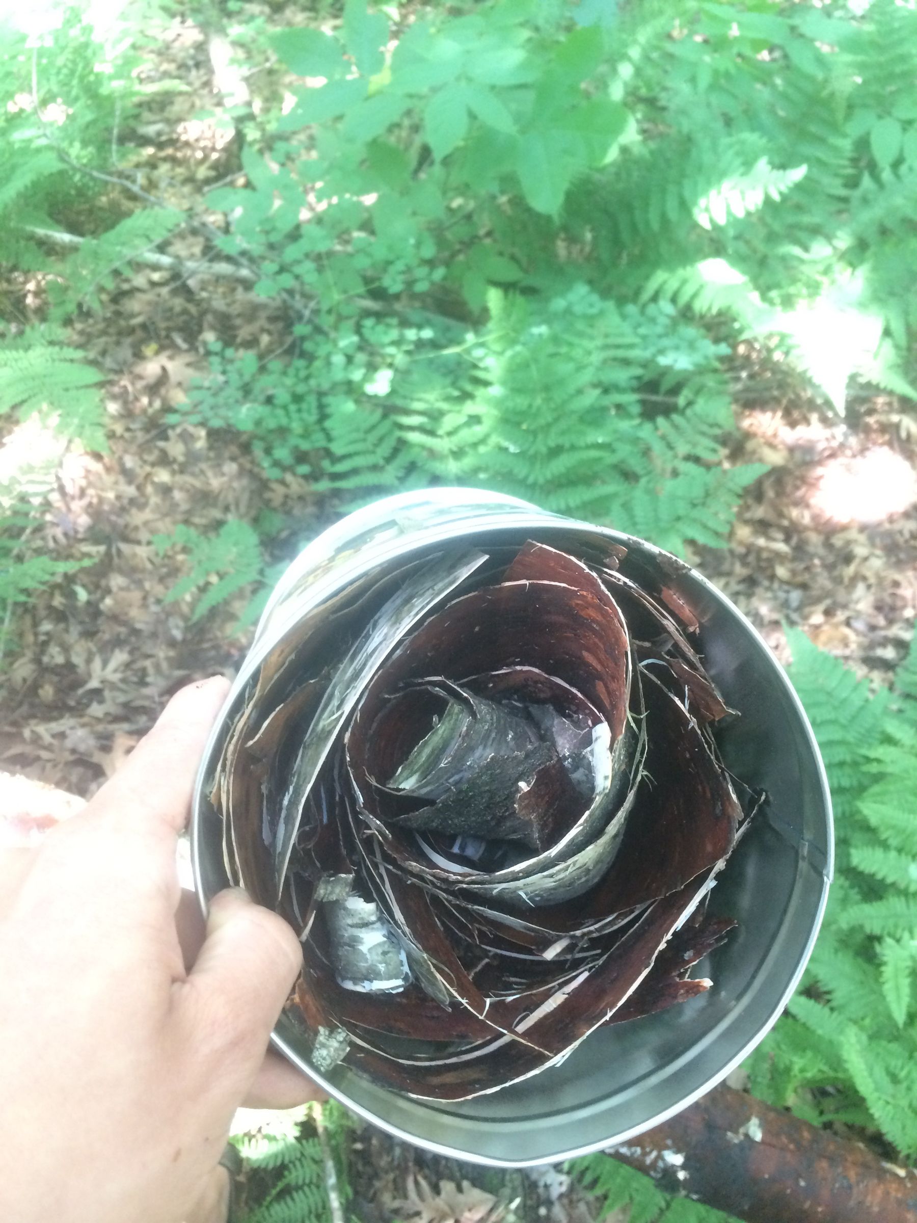 Birch Bark Resin: Bug Repellent : 4 Steps (with Pictures) - Instructables