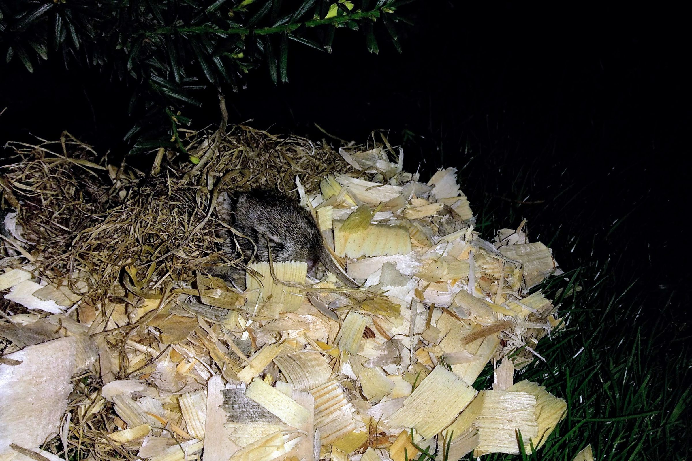 How to Rescue a Baby Rabbit : 4 Steps (with Pictures) - Instructables