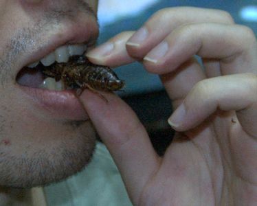 How to Eat Cicada. Get Prepared for Great Famine! : 5 Steps - Instructables