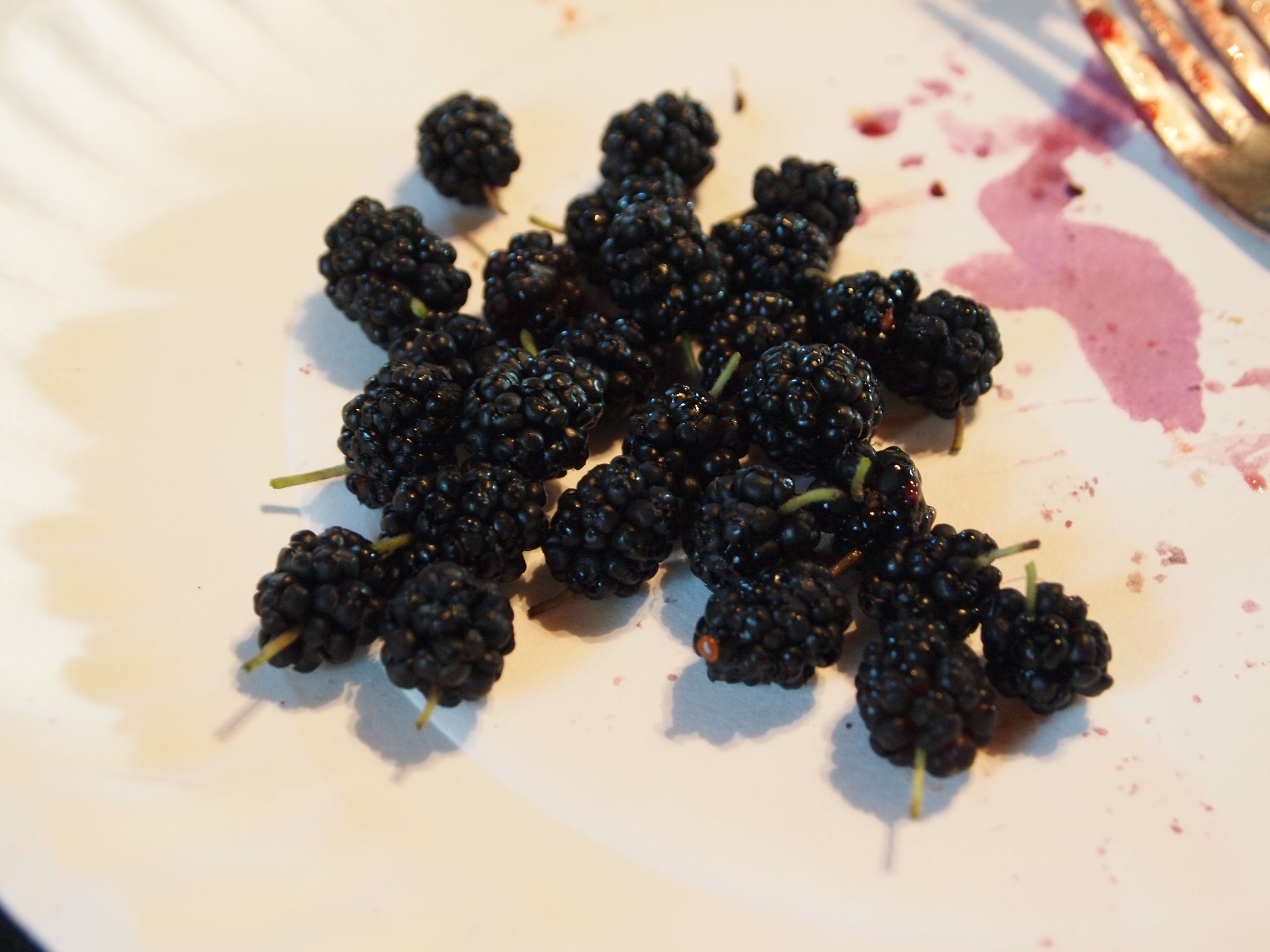 Paint Made From Berries & Nature : 4 Steps (with Pictures) - Instructables