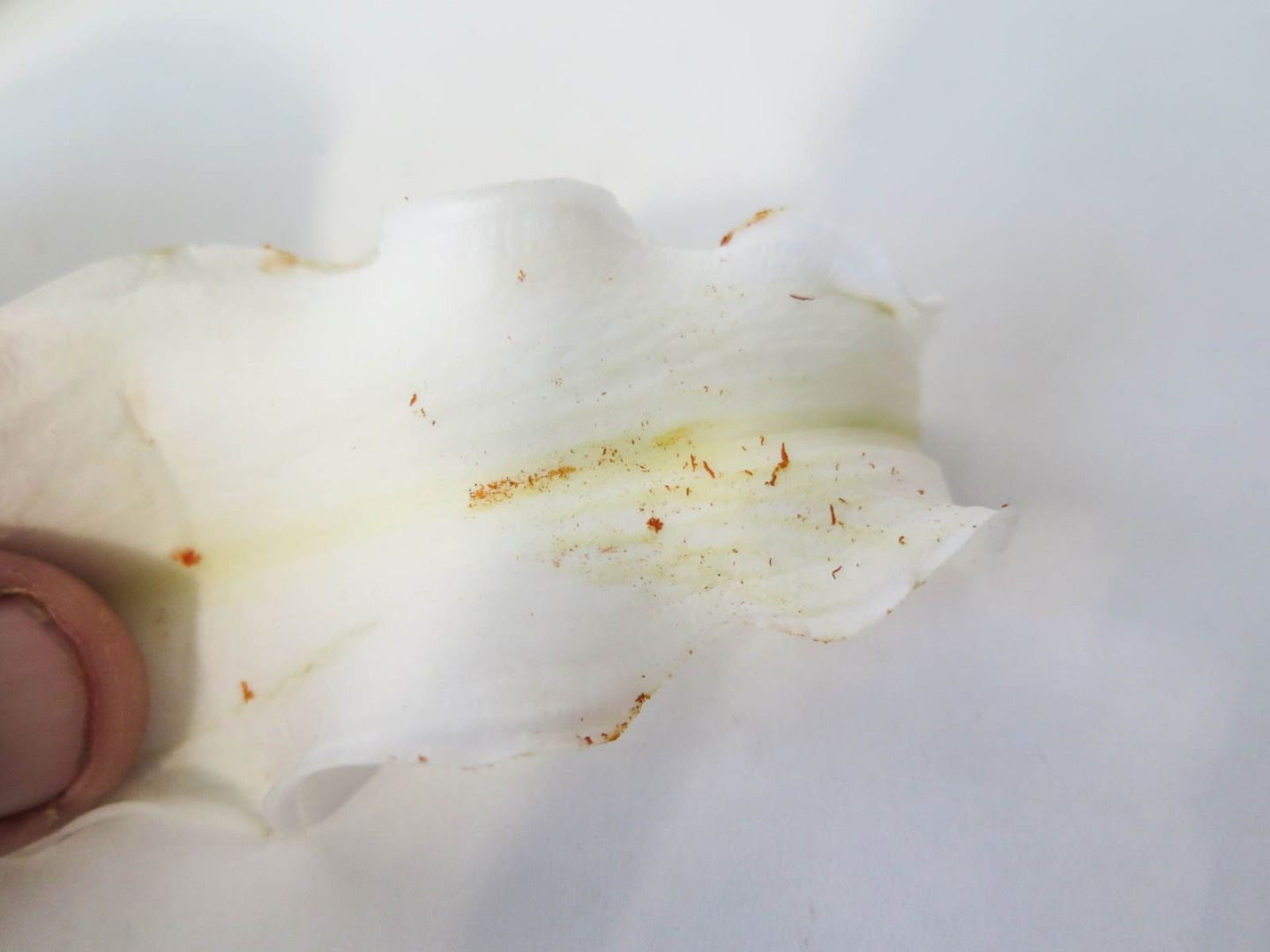 Flower Dissection! : 6 Steps (with Pictures) - Instructables