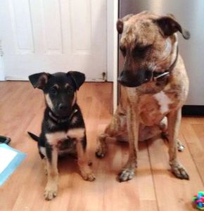 How to Choose a Second Dog : 9 Steps (with Pictures) - Instructables