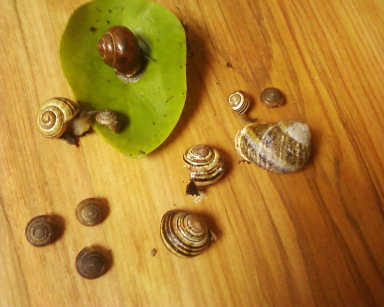 How to Care for Your Pet Garden Snails!(garden Snails Only) : 3 Steps ...