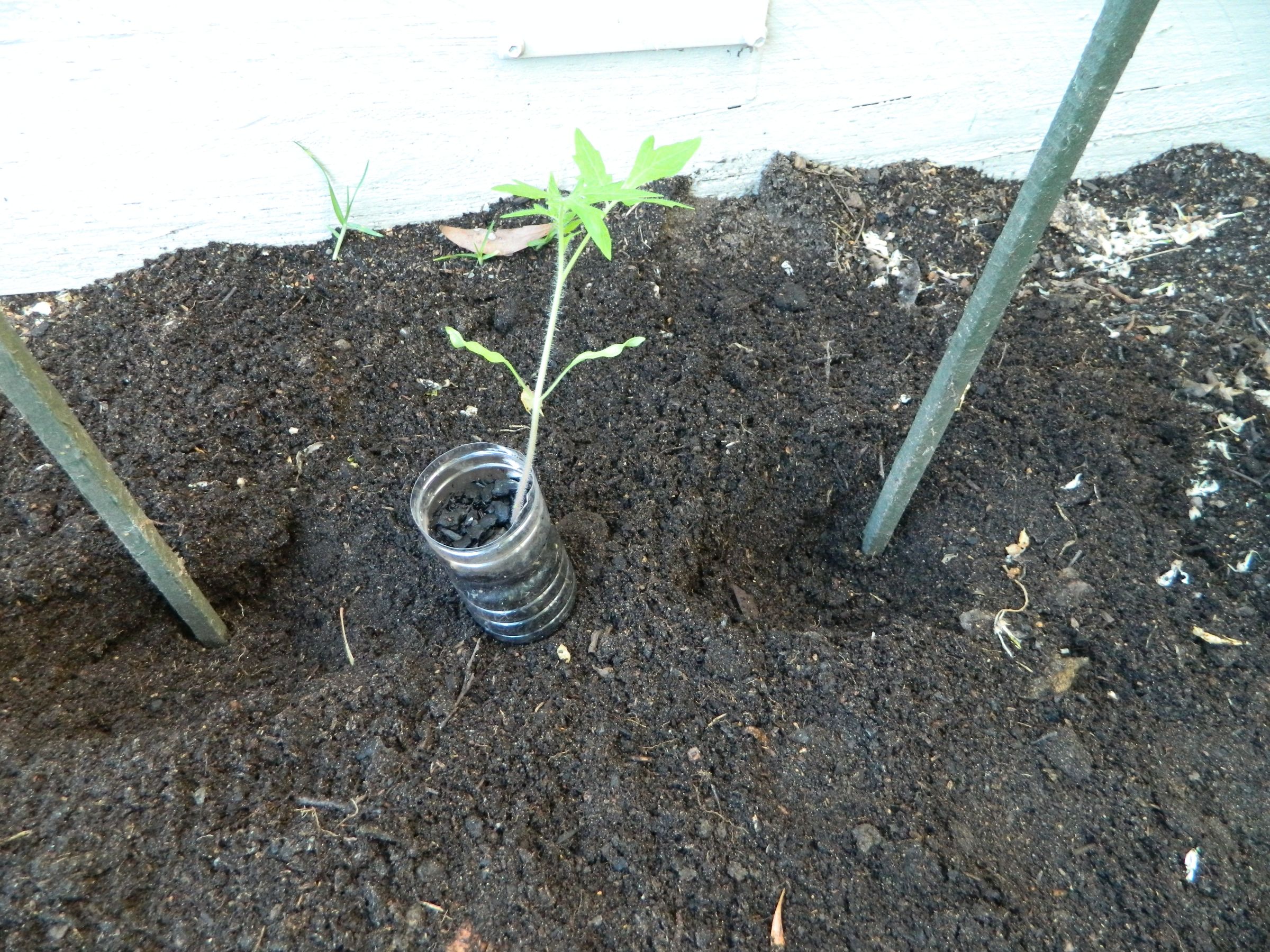 Transplanting Seedlings : 6 Steps - Instructables