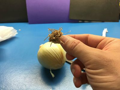 How to Make Fake Garlic With Plastic Bags : 6 Steps (with Pictures ...