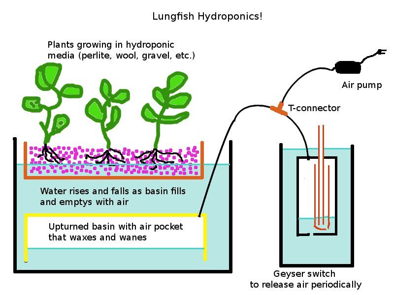 Aquaponics Ebb And Flow - bearmoms