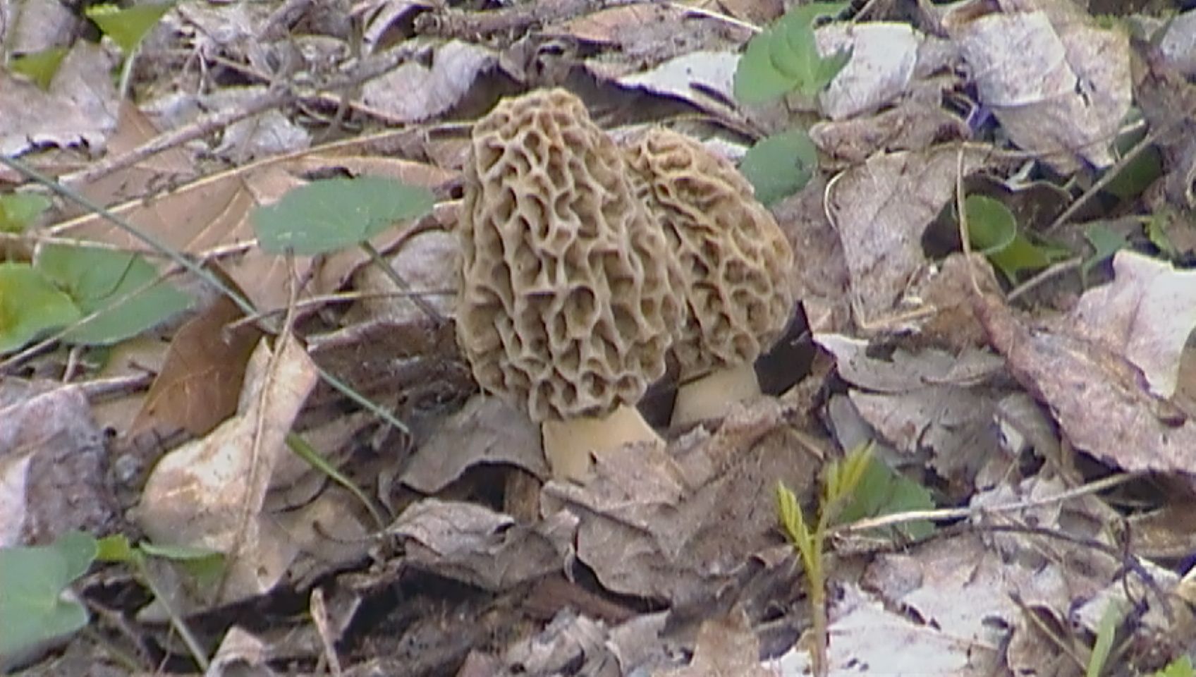 What Is Dry Land Fish(morels) : 6 Steps - Instructables